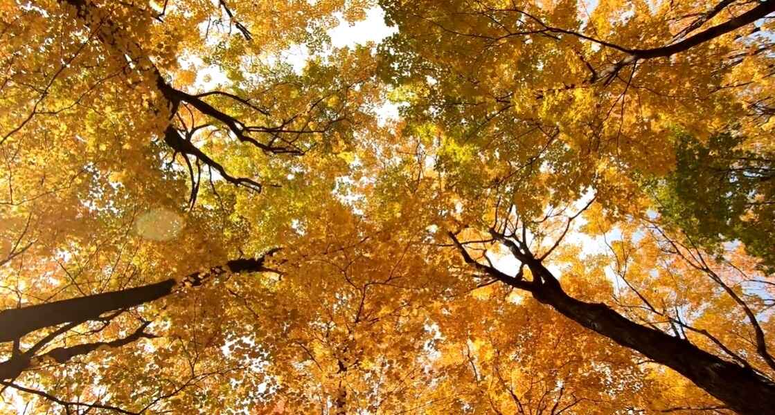 Top 25 Free Animated Desktop Backgrounds For Windows 10 & 11