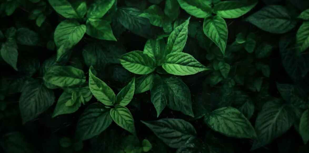 Top 25 Free Animated Desktop Backgrounds For Windows 10 & 11