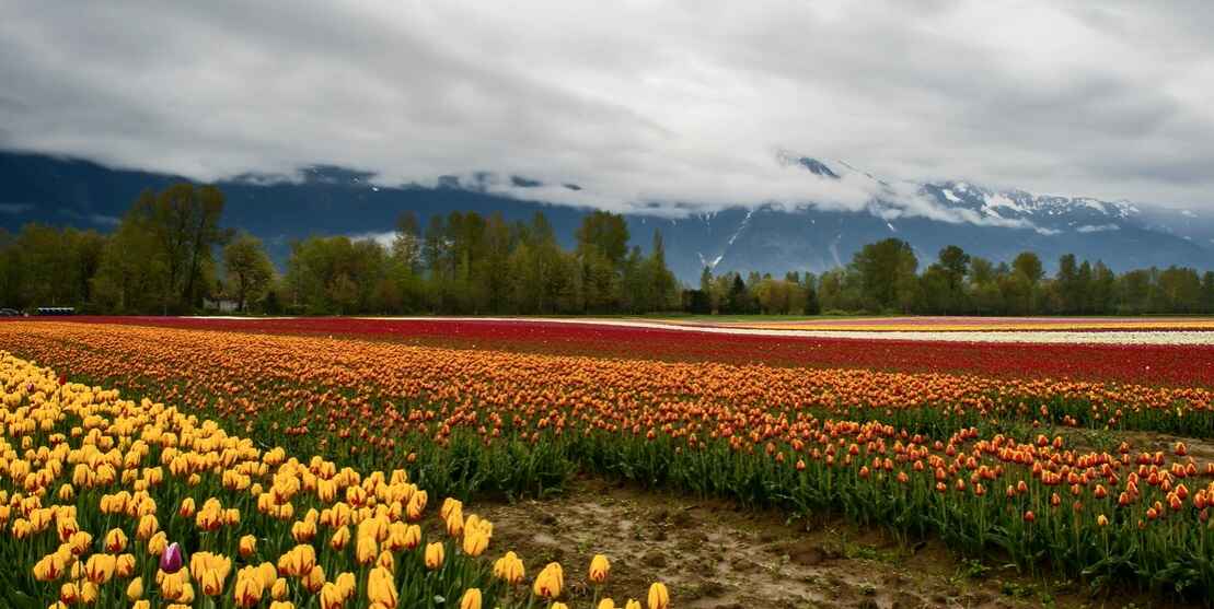 Top 25 Free Animated Desktop Backgrounds For Windows 10 & 11